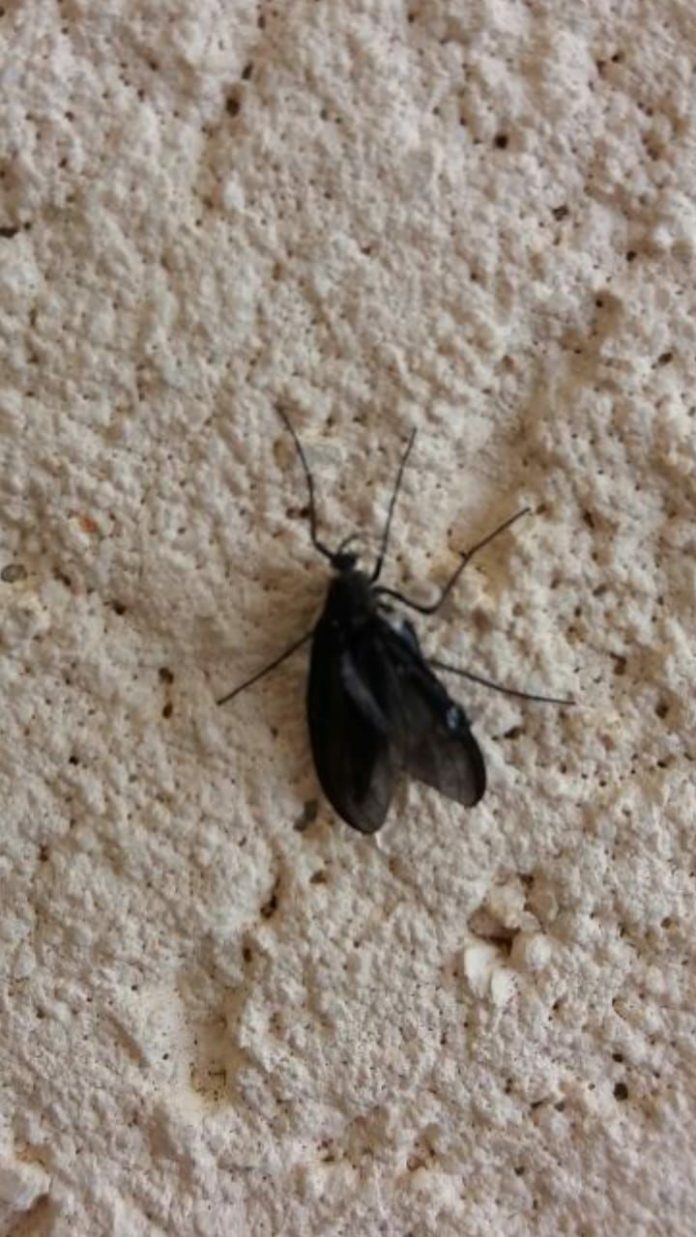 Infestação de mosquitinhos pretos. O que são eles? | Portal da Folha