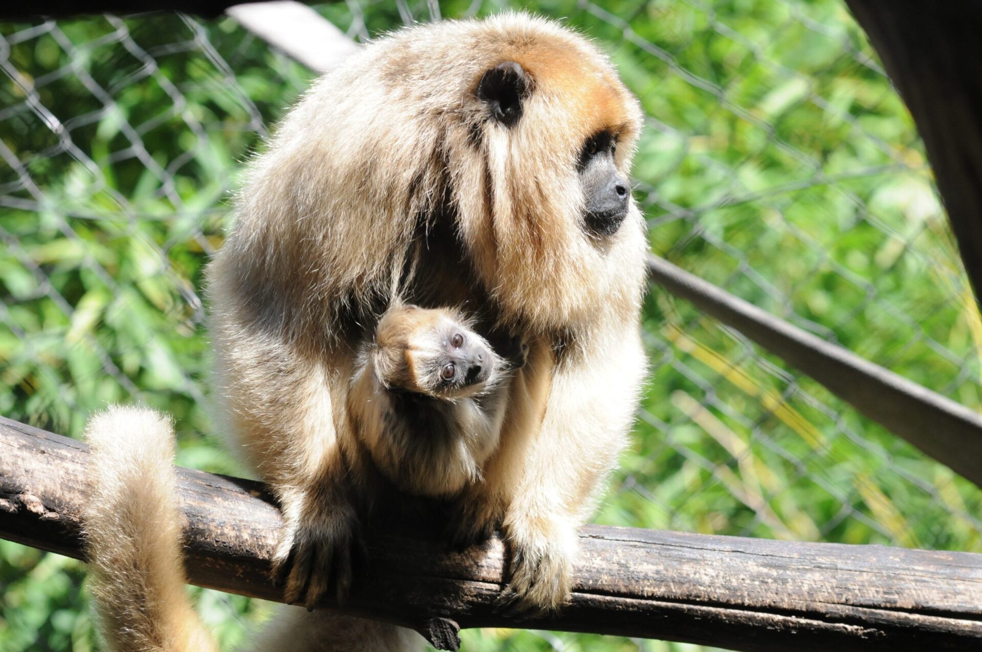 Gramadozoo - Nascimento de bugio demonstra bem-estar no parque | Portal ...