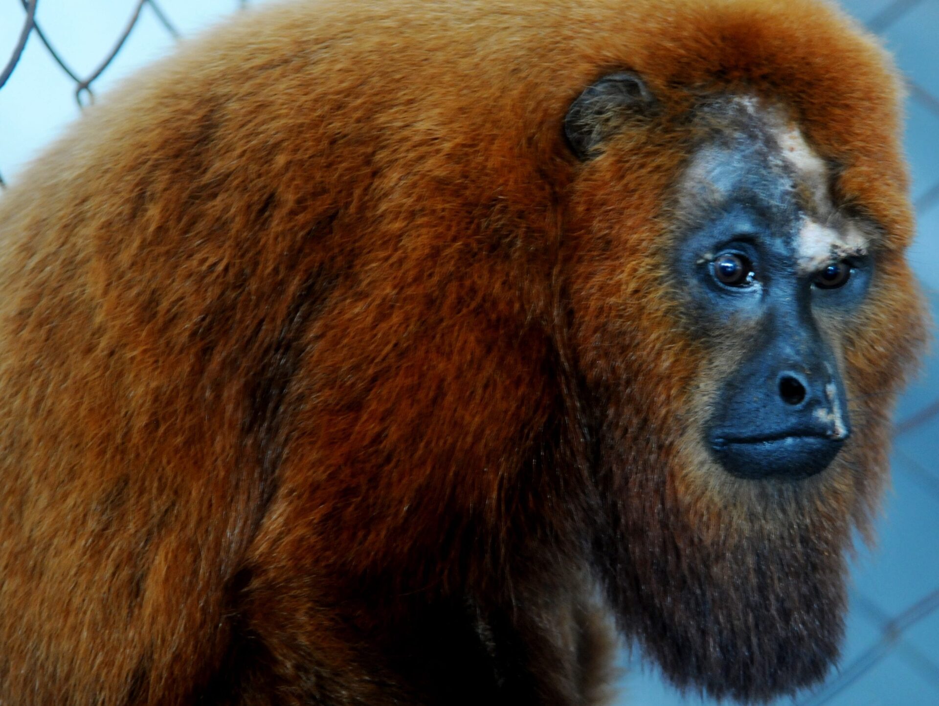 Bugios passam por tratamento intensivo no Gramadozoo | Portal da Folha