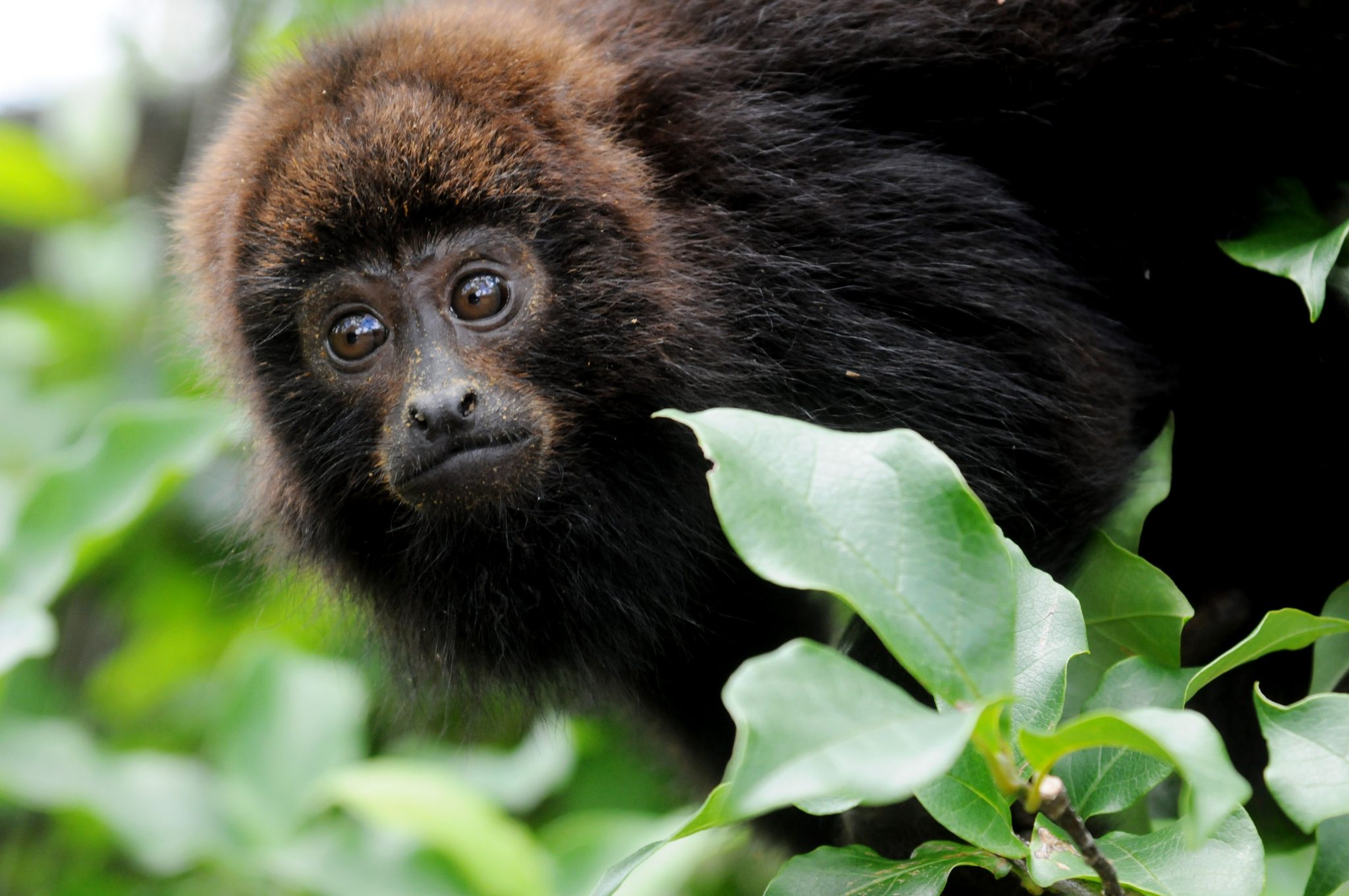 Bugios passam por tratamento intensivo no Gramadozoo | Portal da Folha
