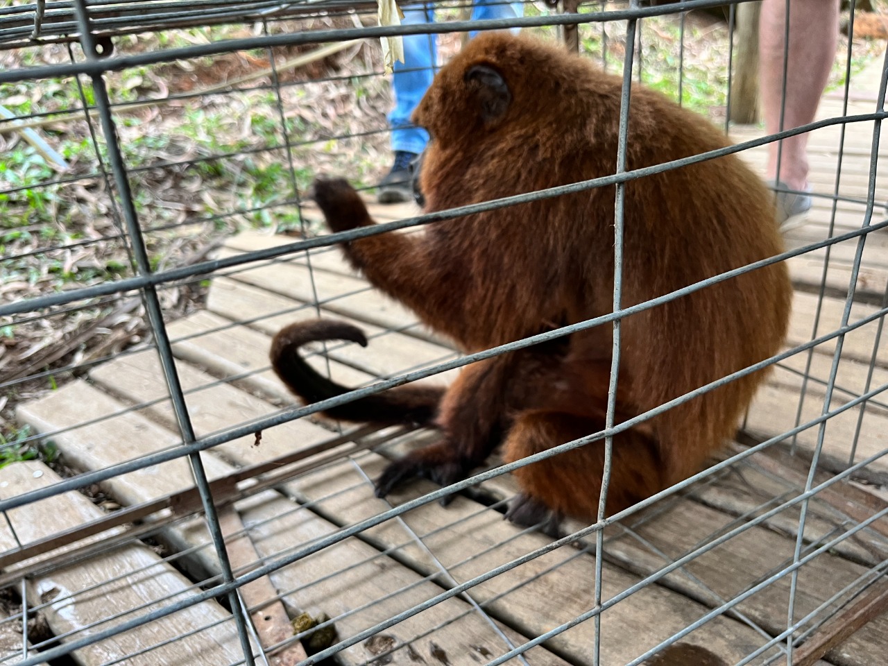 PATRAM resgata três aves e um bugio durante o final de semana | Portal ...