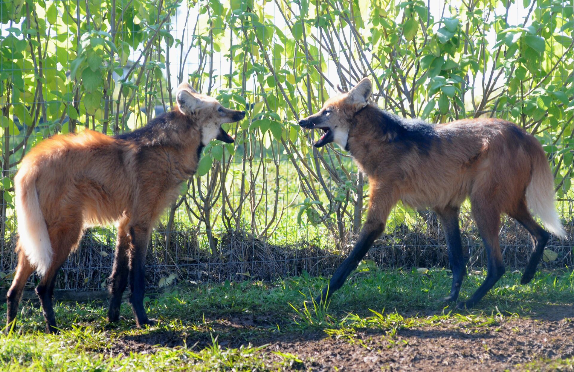 Macho de lobo-guará chega ao Gramadozoo para formar casal com fêmea da ...
